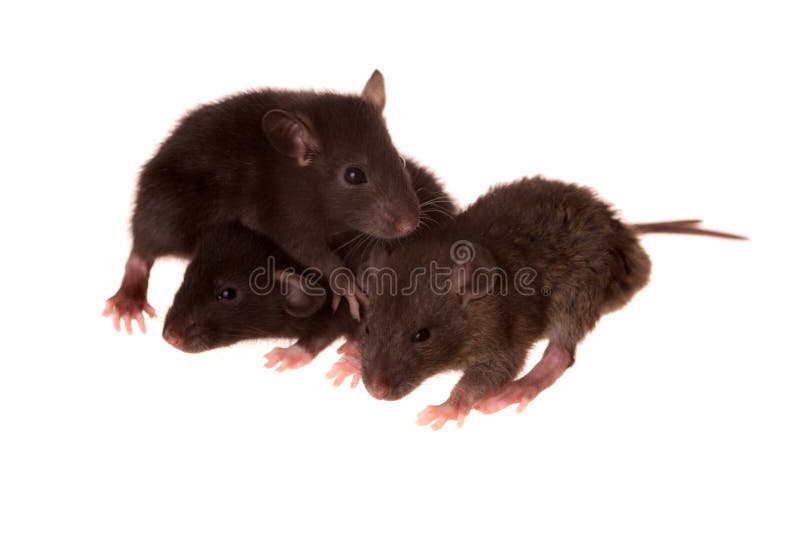 Tres Pequeñas Ratas Infantiles Negras Imagen de archivo - Imagen de ...