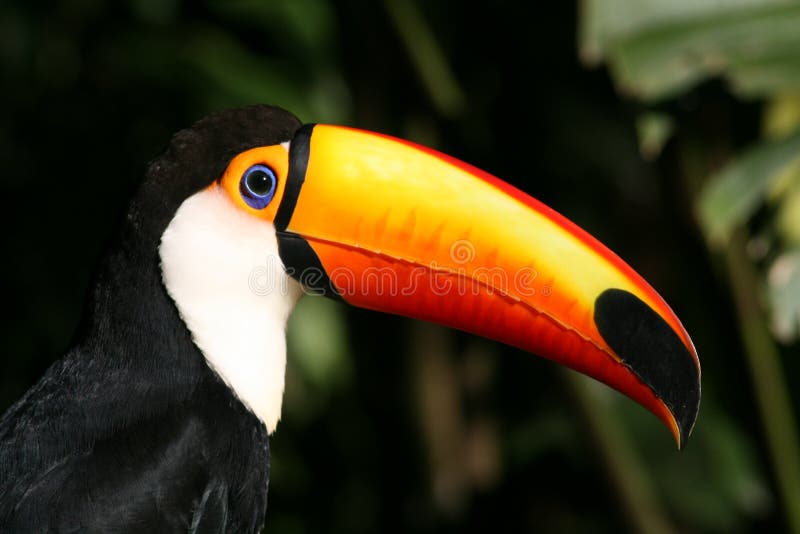 Tucan imagen de archivo. Imagen de tropical, recorrido - 3109741