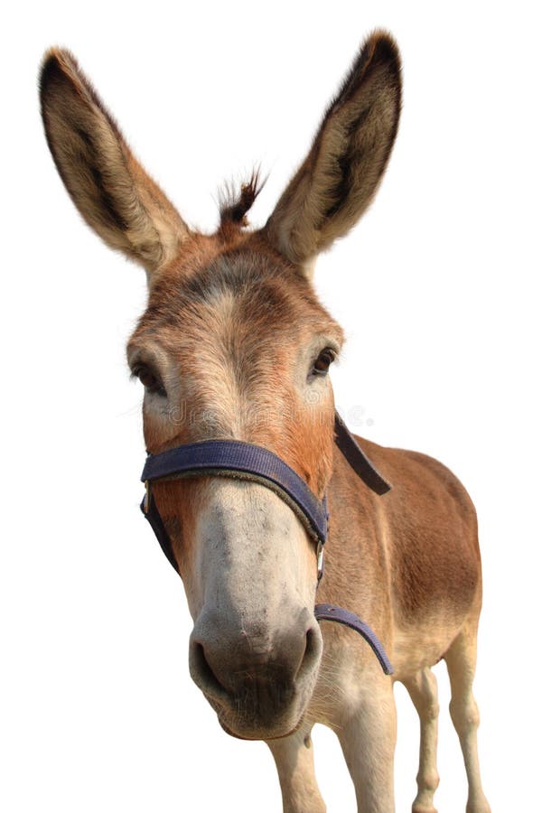 Retrato de um asno imagem de stock. Imagem de pele, ângulo - 16389429
