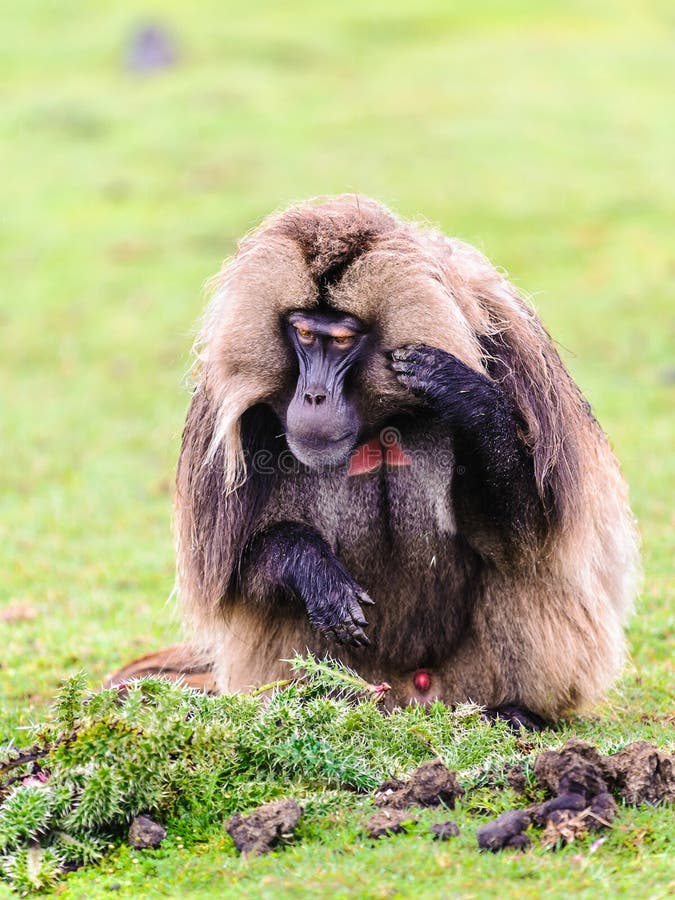 Macacos Do Babuíno De Hamadryas Fotos De Stock - Baixe 70 Fotos Royalty ...