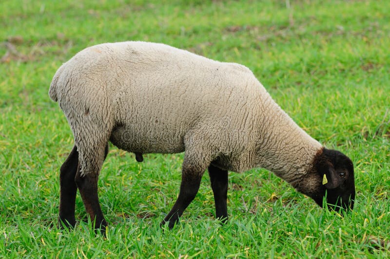 Retrato de um carneiro foto de stock. Imagem de estoque - 9073778