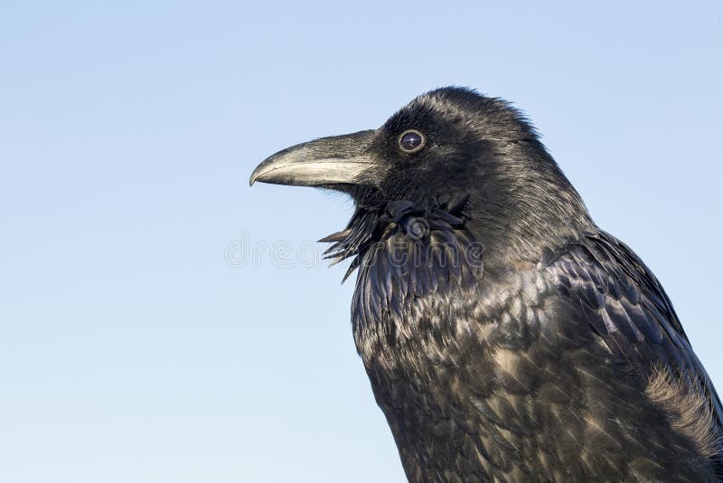 Um Retrato De Um Corvo Comum Imagem de Stock - Imagem de capaz, animais ...