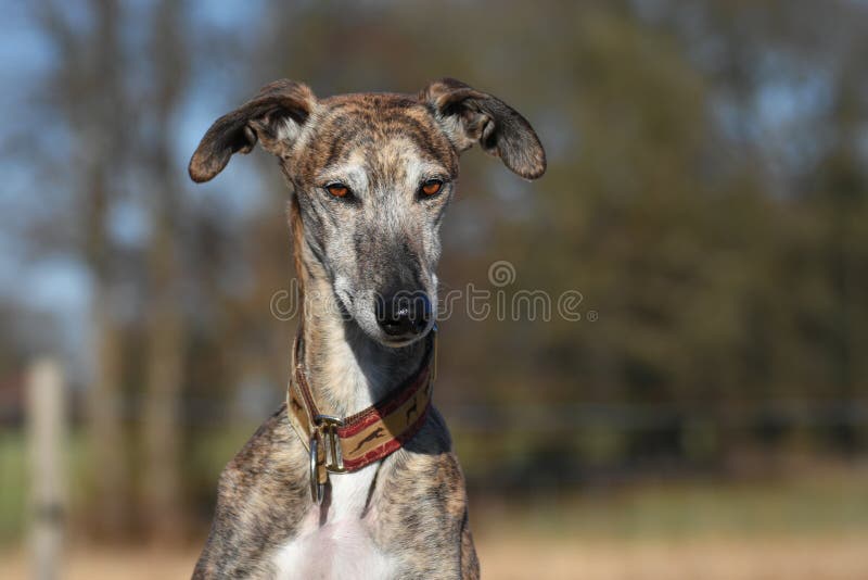 Retrato de um Galgo rajado foto de stock. Imagem de animal - 112576510