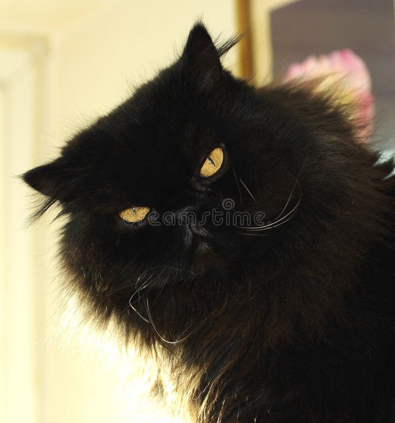 Retrato De Um Gato Persa Preto Foto de Stock - Imagem de agarrar, olhar ...