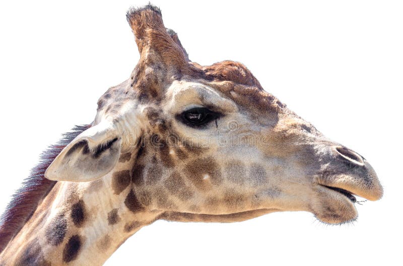 Retrato De Um Girafa Em Um Fundo Branco Imagem de Stock - Imagem de ...