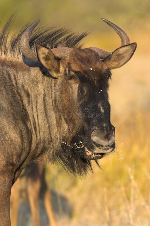 Gnu imagem de stock. Imagem de kalahari, deserto, seco - 18389131