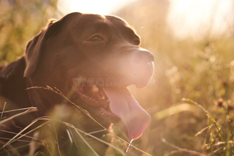 Retrato De Um Labrador Marrom Com Um Brilho Do Sol Foto de Stock ...