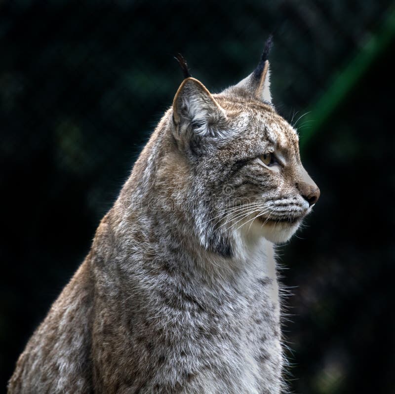 Retrato Do Filhote Do Lince Imagem de Stock - Imagem de filhotes ...