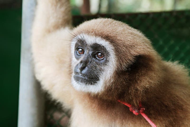Close Up Do Macaco Prendido Com Vista Triste Imagem de Stock - Imagem ...