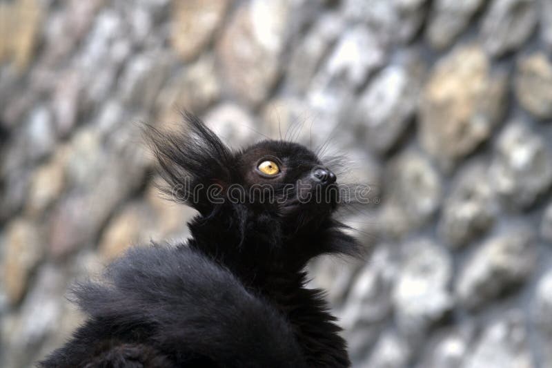 Macaco preto com filhote foto de stock. Imagem de macaco - 110012640