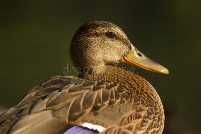 Pato De Rouen E Cáquis Campbell Foto de Stock - Imagem de cabeças ...