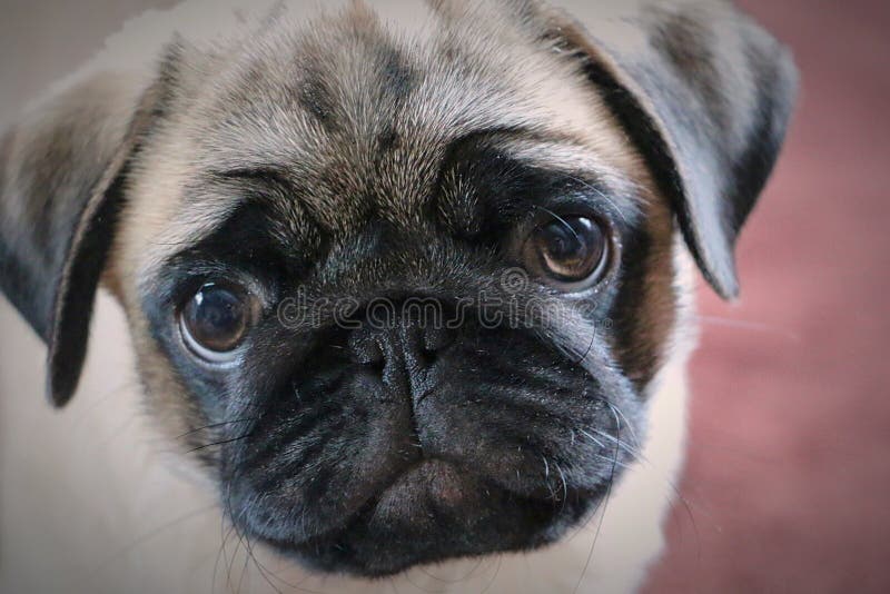 Pugs foto de stock. Imagem de pele, encantador, interior - 74342734
