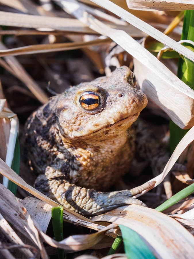 394 Sapo Gordo Grande Fotos - Fotos de Stock Gratuitas e Fotos Royalty ...