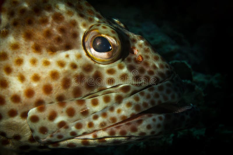 Garoupa Gordurosa Em Um Recife De Corais Imagem de Stock - Imagem de ...