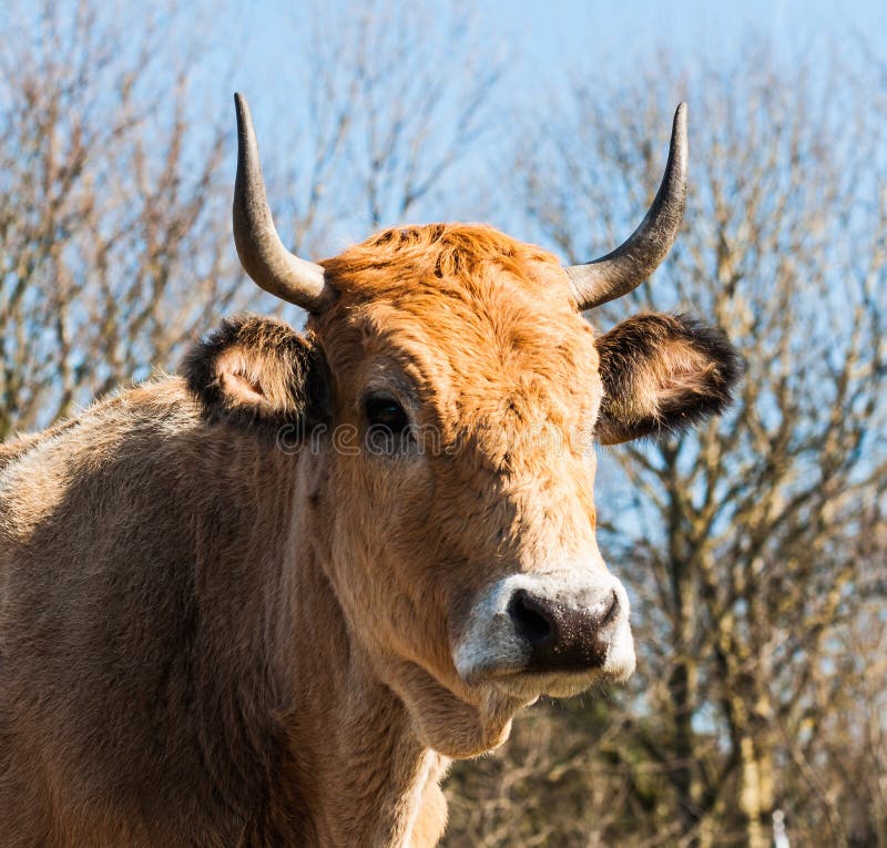 Retrato De Uma Luz - Vaca Marrom Com Chifres E Gotas Em Seus No. Imagem ...