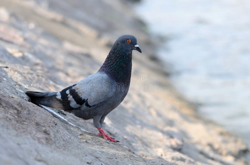 Retrato De Uma Pomba Da Rocha Imagem de Stock - Imagem de carrinho, vôo ...