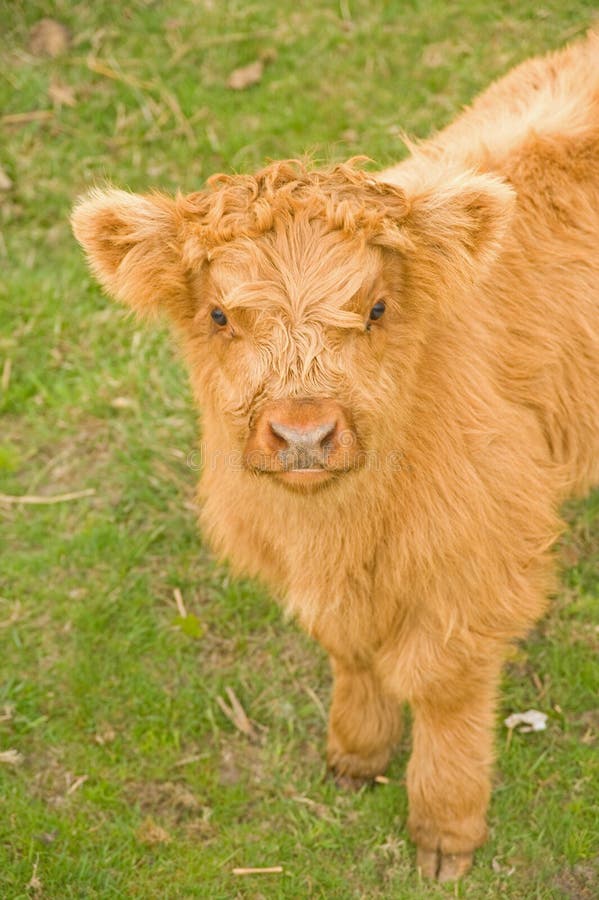 La Nariz Del Becerro Lanudo Imagen de archivo - Imagen de oído, haired ...