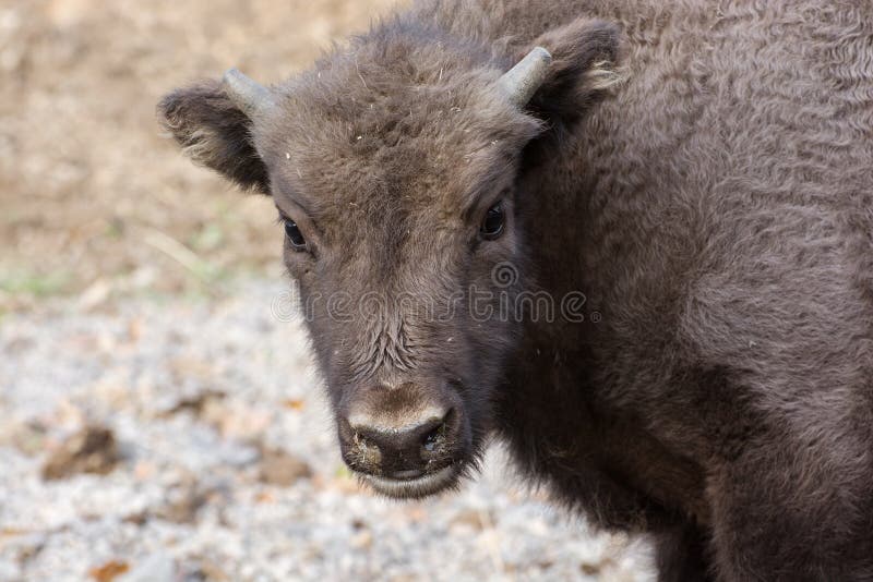 El Bisonte Europeo Joven Bebe El Agua Foto de archivo - Imagen de ...