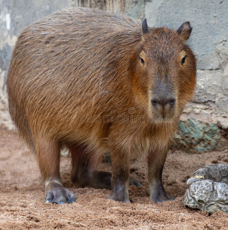 Retrato De Un Capibara En El Zoológico Foto de archivo - Imagen de ...