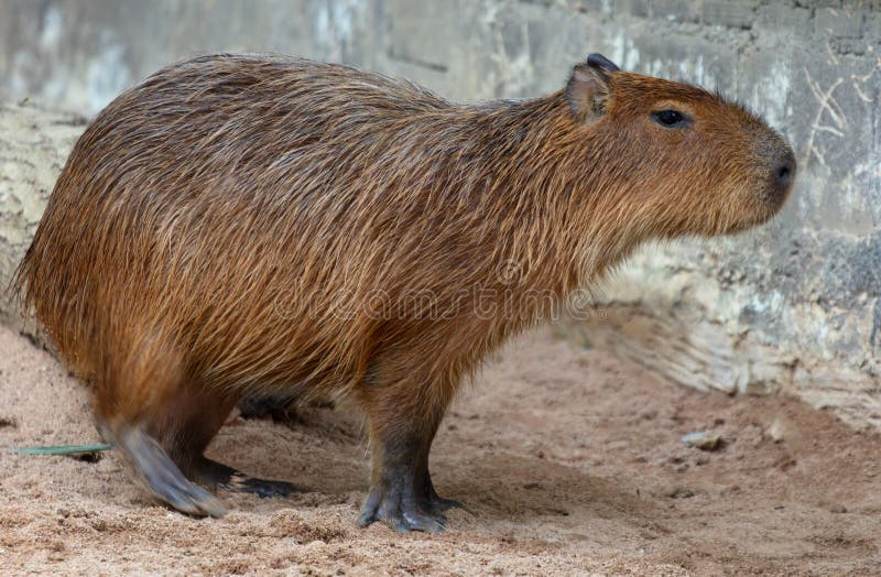 Retrato De Un Capibara En El Zoológico Imagen de archivo - Imagen de ...