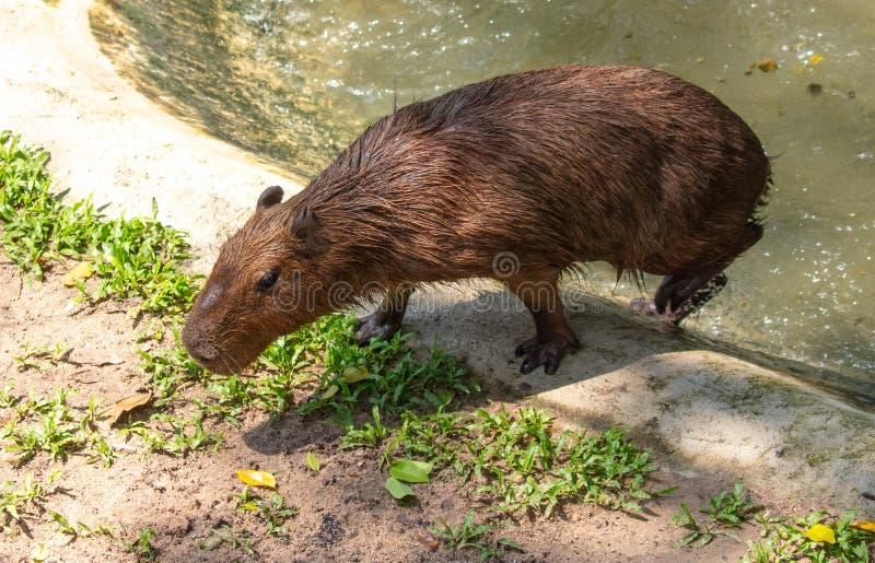 Retrato De Un Capibara En El Zoológico Foto de archivo - Imagen de ...