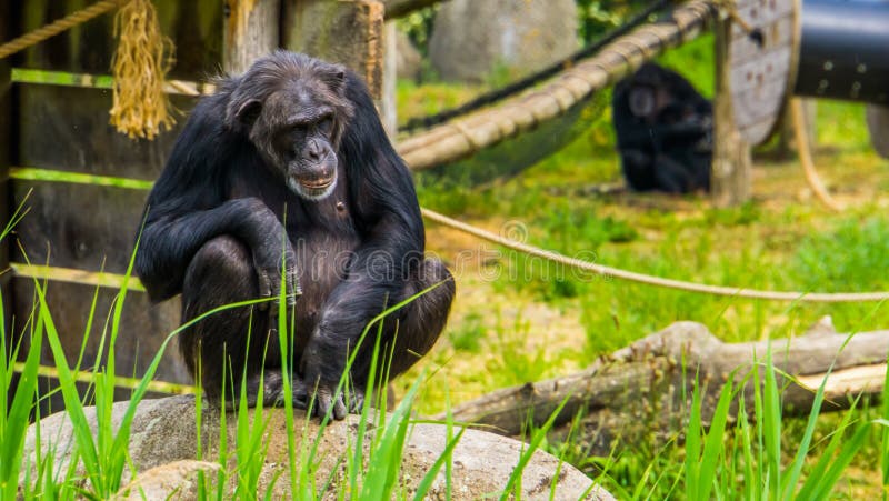 Chimpancé Occidental Chimpancé De África Occidental Retrato De Chimpancé Adulto Sentado