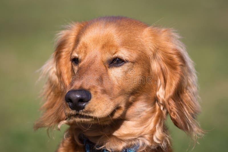Perro adulto de Cockapoo foto de archivo. Imagen de canino - 19708694