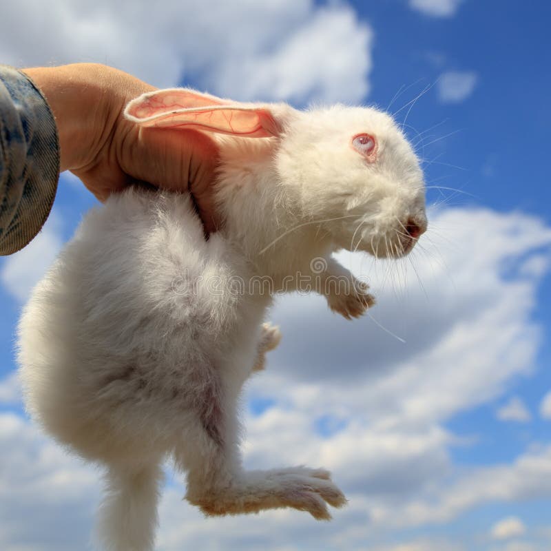 Retrato De Un Conejo Blanco En Las Manos Imagen de archivo - Imagen de ...