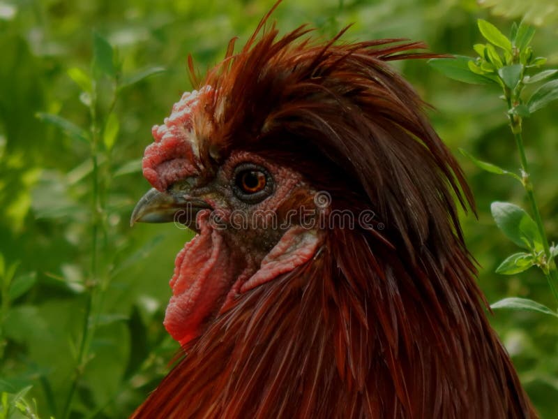 Gallo Rojo Del Retrato Con La Cresta Roja En Un Fondo Gris Foto de ...
