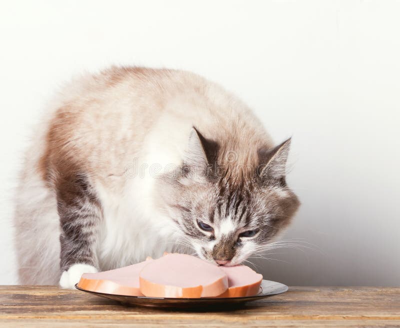 Gato astuto hambriento imagen de archivo. Imagen de sigiloso - 76965379