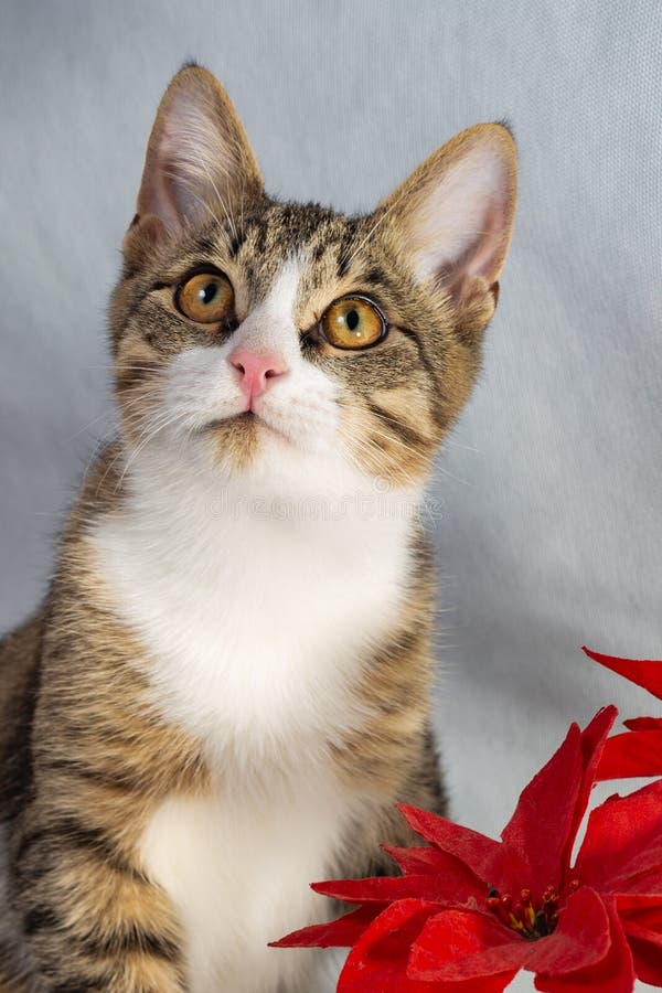 Retrato De Un Gato Con Una Flor Roja Imagen de archivo - Imagen de piel ...