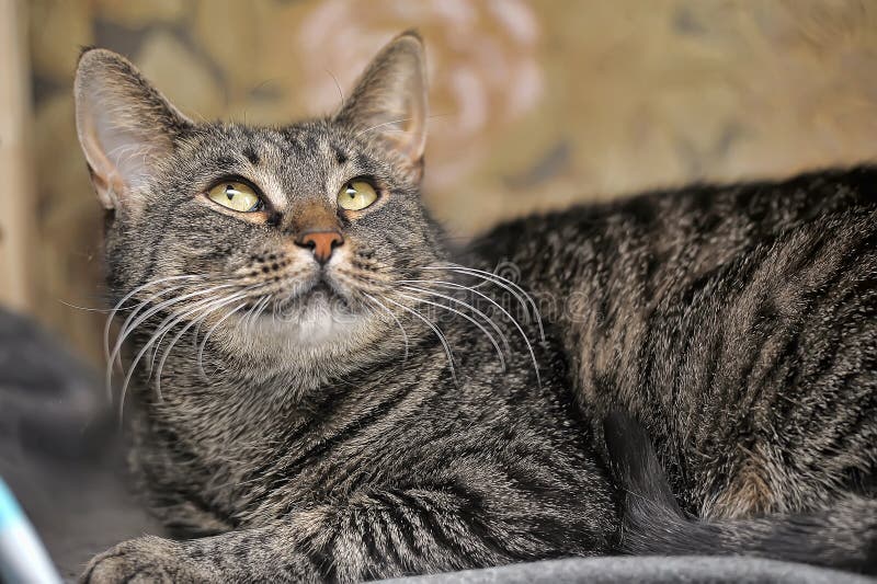Retrato de un gato rayado imagen de archivo. Imagen de gatos - 40248273