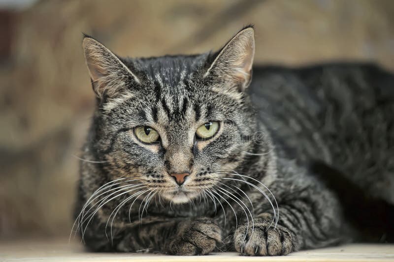 Retrato de un gato rayado imagen de archivo. Imagen de hembra - 40248761