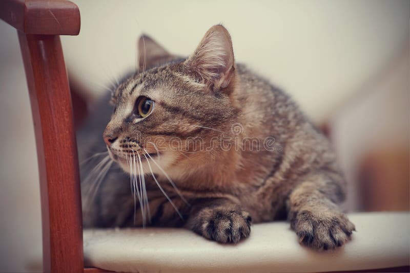 Gato Descontento Fotos De Stock - Download 196 Fotos Libres de Derechos