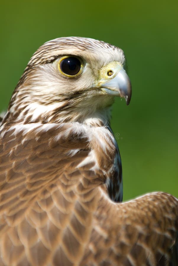 Retrato de un halcón foto de archivo. Imagen de caza, despredador - 8739666