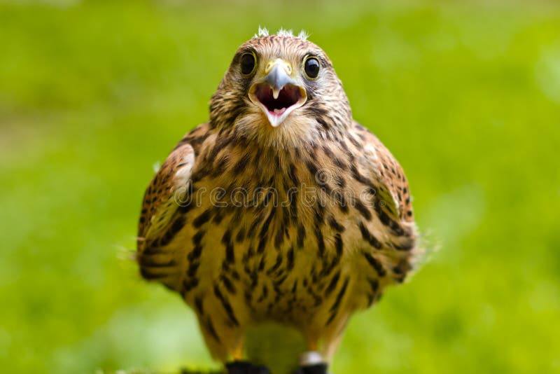 Retrato De Un Halcón Del Bebé Foto de archivo - Imagen de bebé, verde ...
