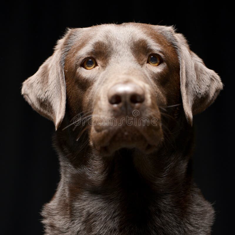 Retrato De Un Labrador Retriever Adorable Imagen de archivo - Imagen de ...