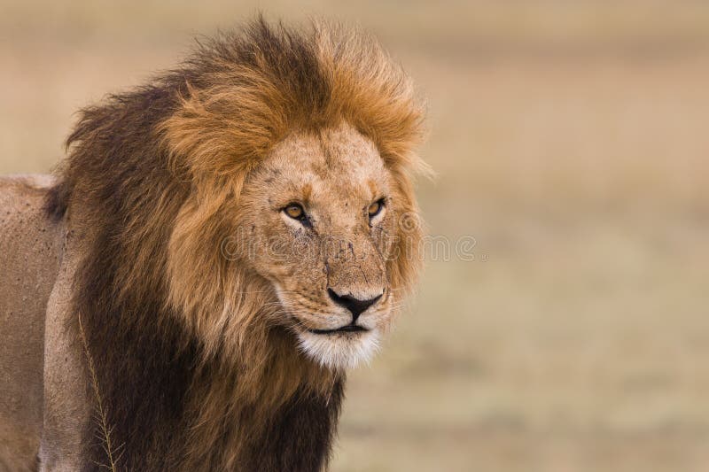 Retrato Facial Imponente Del León Masculino Imagen de archivo - Imagen ...
