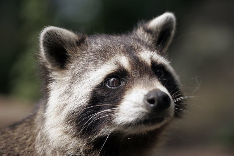 Retrato de un mapache foto de archivo. Imagen de agua - 10241512