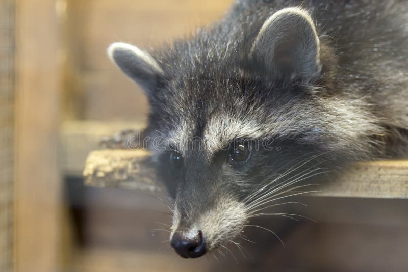 Primer De Mirada Triste Del Mapache Imagen de archivo - Imagen de negro ...