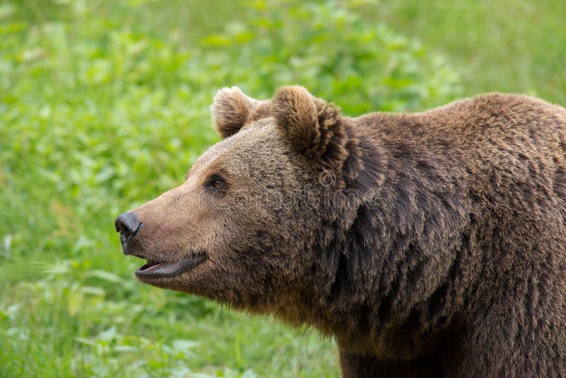 Retrato de un oso marrón. foto de archivo. Imagen de grande - 38918666