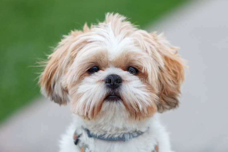 Retrato De Un Perro Adorable De Shih-Tzu Imagen de archivo - Imagen de ...