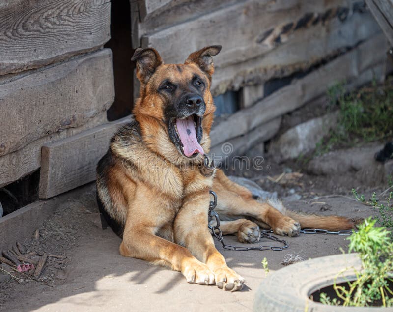 Retrato De Un Perro Bostezando Foto de archivo - Imagen de doméstico ...