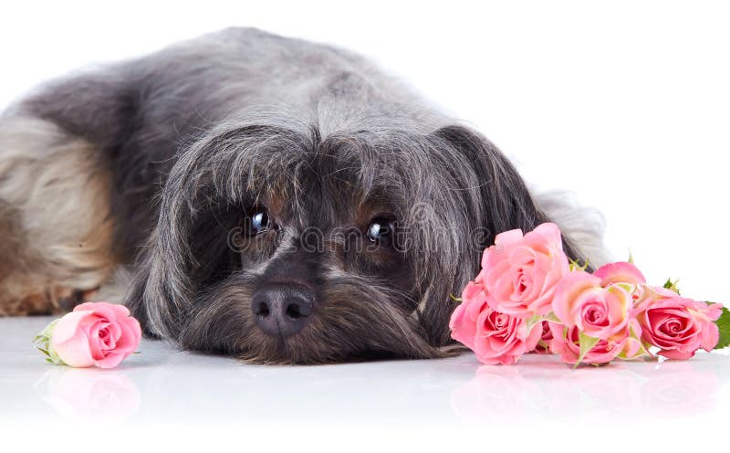 Caniche con las rosas foto de archivo. Imagen de estudio - 27300016