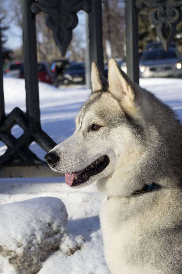 Retrato Fornido Del Perfil Del Perro Imagen de archivo - Imagen de ...