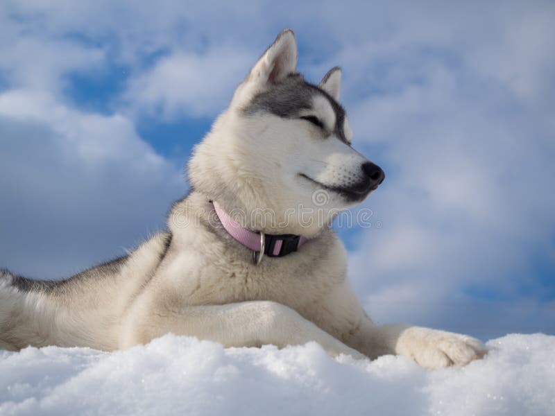 Retrato De Un Perro Fornido Hermoso Foto de archivo - Imagen de debajo ...