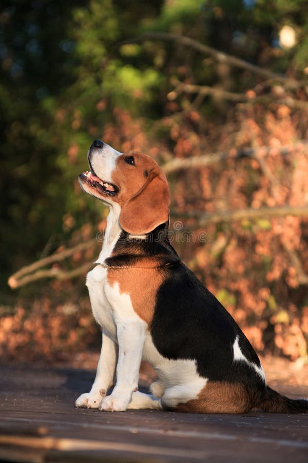 Perro Beagle Sentado En Un Trozo Imagen de archivo - Imagen de especie ...