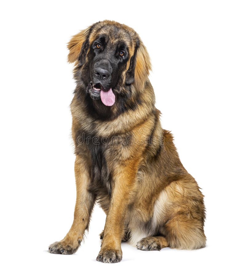 Retrato De Un Perro Leonberger Jadeando Aislado En Blanco Imagen de ...