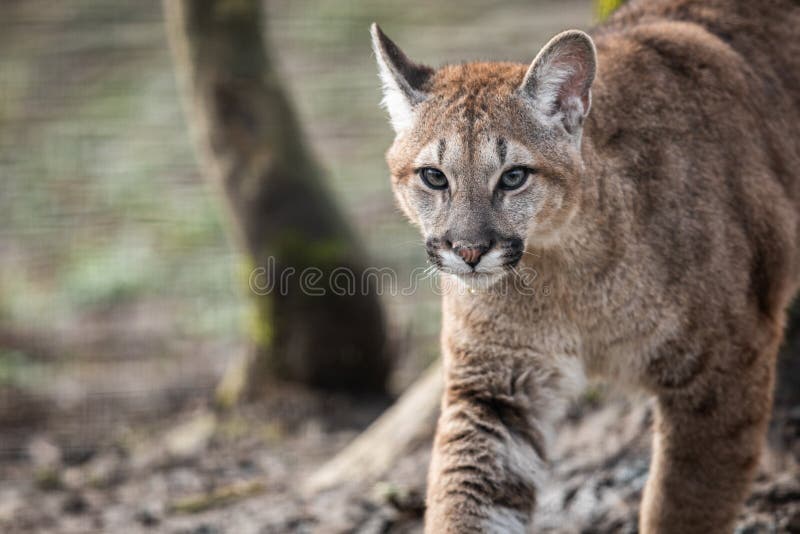 180 Puma Enojado Fotos - Libres de Derechos y Gratuitas de Dreamstime