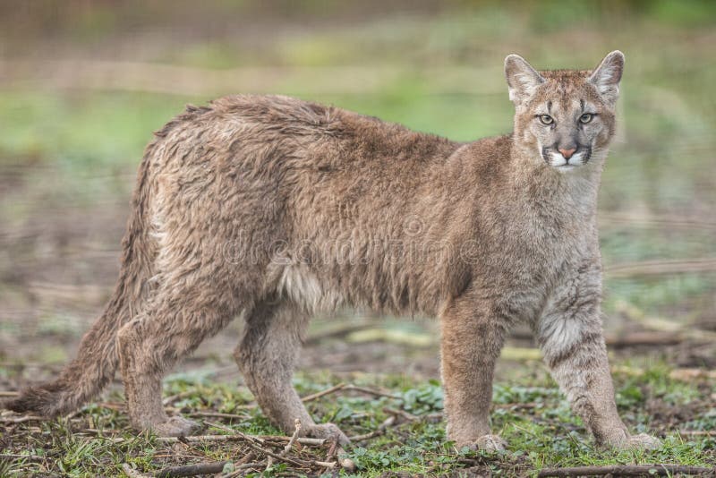 180 Puma Enojado Fotos - Libres de Derechos y Gratuitas de Dreamstime